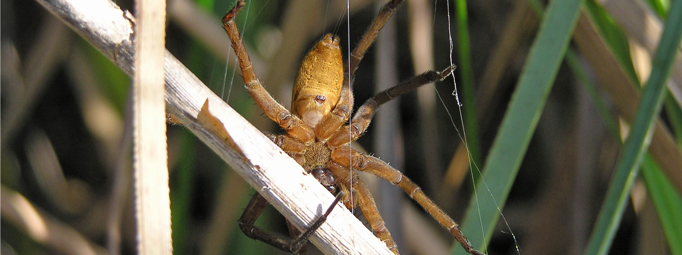 Welcome to the Fen Raft Spider website | Fen Raft Spider Conservation